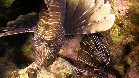 African Lionfish on Coral Reef 743, Stock Footage | VideoHive
