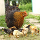Hen and Baby Chickens by Labrador | VideoHive