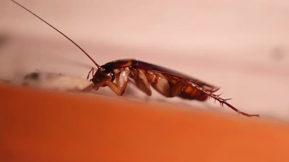 Big Cockroach Making Nest at the Kitchen. Pest Control House Hygiene ...