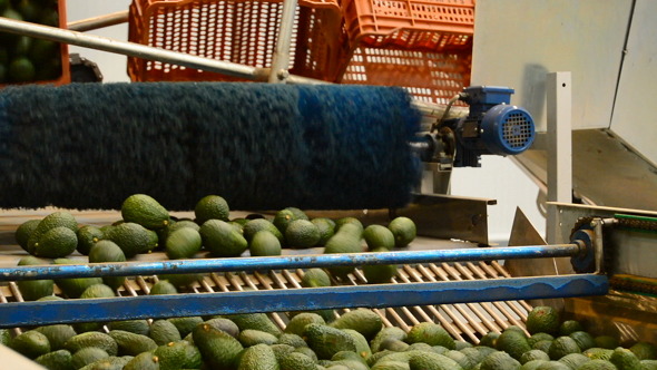 Avocados Packaging Line, Stock Footage | VideoHive