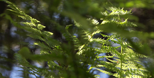 Fern And Water - 04, Stock Footage | VideoHive