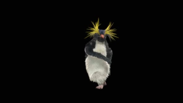 Penguin Dancing HD, Motion Graphics | VideoHive