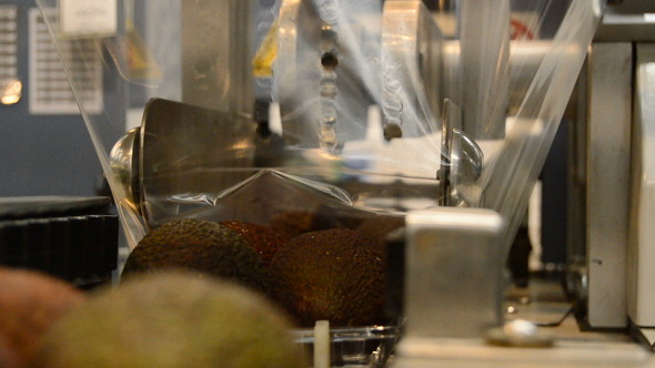 Avocados in Industrial Line, Stock Footage | VideoHive