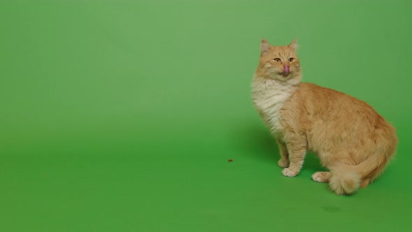 Orange cute cat is eating food, Stock Footage | VideoHive