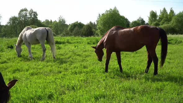 Good pasture contains most of the nutrition a horse requires to be ...