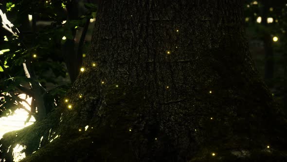 Fantasy Firefly Lights in the Magical Forest, Motion Graphics | VideoHive