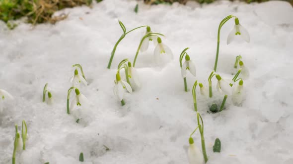 Snow Melting and Snowdrops Flower Blooming Fast in Early Spring Nature ...