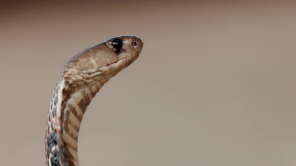 Indian Spectacled Cobra Snake Venomous with Its Hood Lat, Stock Footage