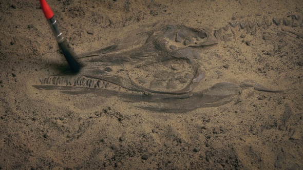 Jurassic Fish Fossil Is Excavated With Brush, Stock Footage | VideoHive