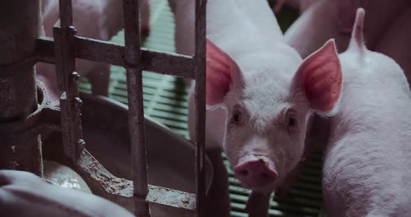 Pigs at Livestock Farm Pork Production Piglet Breeding, Stock Footage