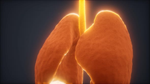 3d Animation of Human Lungs, Motion Graphics | VideoHive