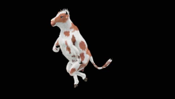 Cow Dance HD, Motion Graphics | VideoHive