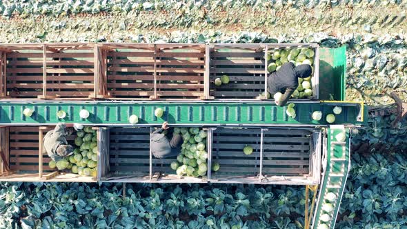 Top View of Tractor Conveyor with Farmers Using It to Load Cabbage ...