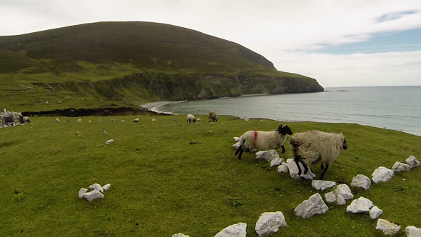 Aerial View of Sheep, Stock Footage | VideoHive
