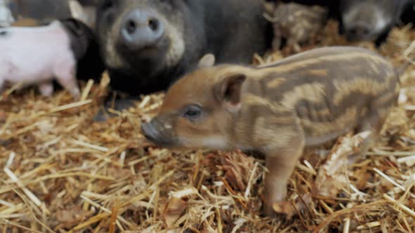 Cute Little Piglet Funny Sniffing Camera Pig and Organic Meat Farm ...