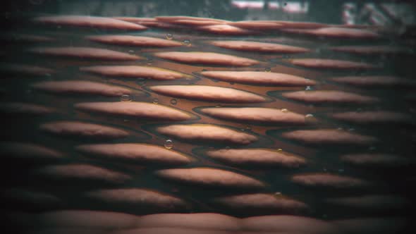 Collagen In Human Skin, moist skin 3d animation, Motion Graphics ...