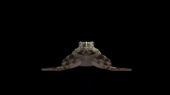 Frog İdle Back View , Motion Graphics | VideoHive