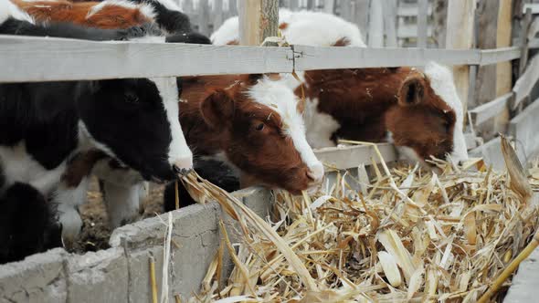 Cows Eating Straw on a Farm Closeup Chewing Hay, Stock Footage | VideoHive