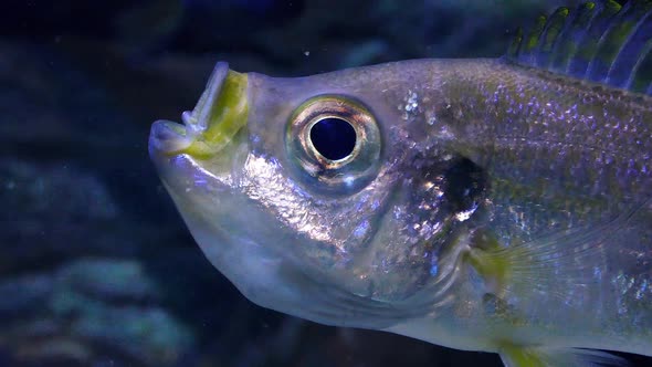 Fish Gulping, Stock Footage | VideoHive