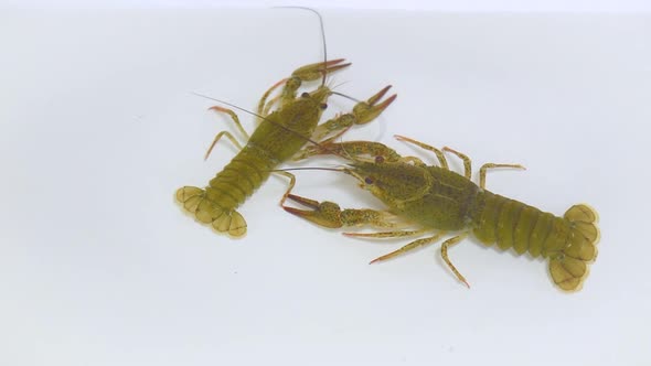 Two live crayfish crawl in clear water on a white background., Stock ...