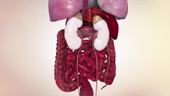 of Human Internal Organs. The Role of Intestines in Organs, Motion Graphics