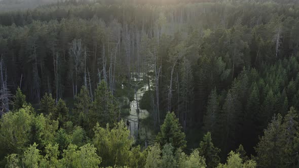 Flight Over Old Growth Boreal Forest with Dead Trees in Beaver Flooded, Stock Footage