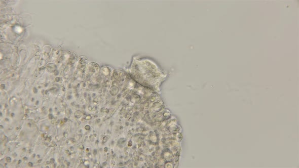 Movement of the Infusorian Trichodina, Stock Footage | VideoHive