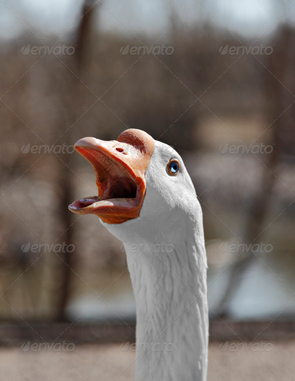 Hissing Goose Stock Photo by macropixel | PhotoDune