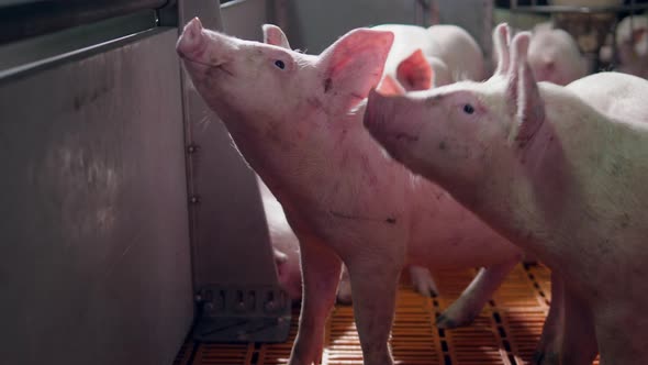 Border of a Farm Yard with Pigs Crowding Along It, Stock Footage ...