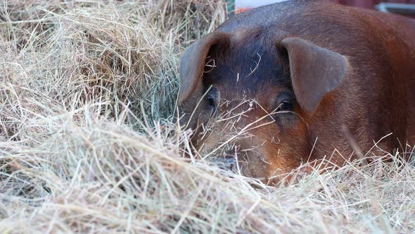 Big brown pig on a farm., Stock Footage | VideoHive