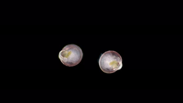 Young Mollusca Class Bivalvia Under the Microscope, Stock Footage ...