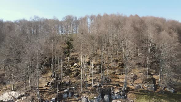 Aerial angle of bare and pine trees in a bountiful forest, Stock Footage
