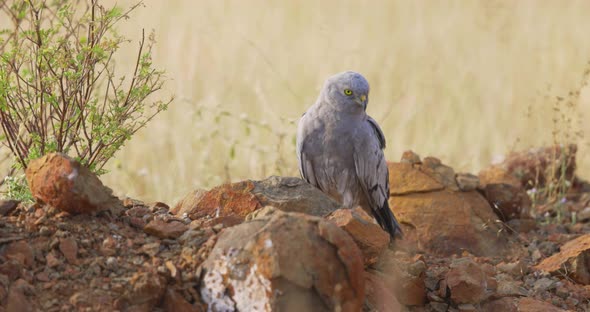 Adult Male Montagu's Harrier Bird Tilting Head While On Rocky Ground ...