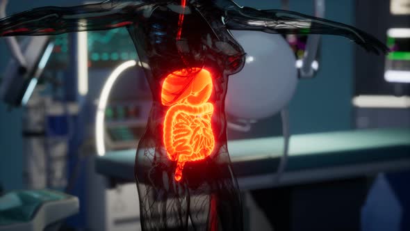 Human Digestive System Anatomy Exam in Laboratory, Motion Graphics