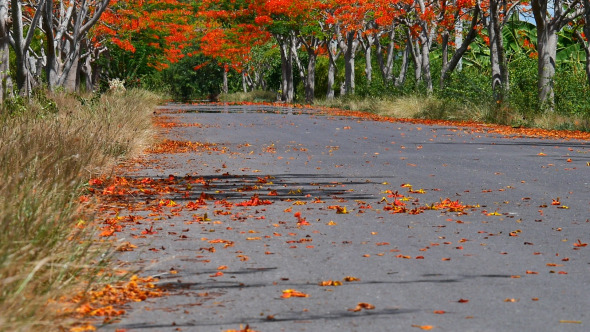 Summer Red Trees Road, Stock Footage | VideoHive