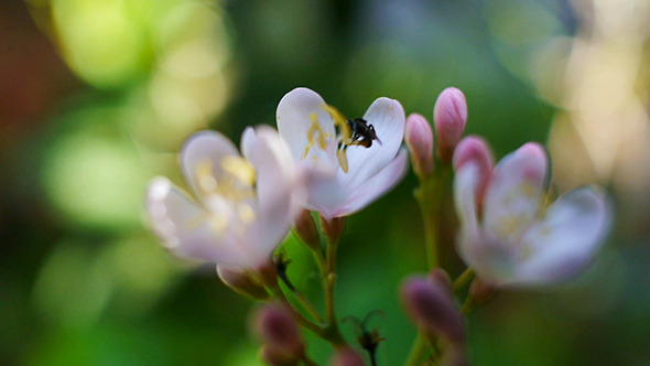 Bee Gathering Pollen, Stock Footage | VideoHive