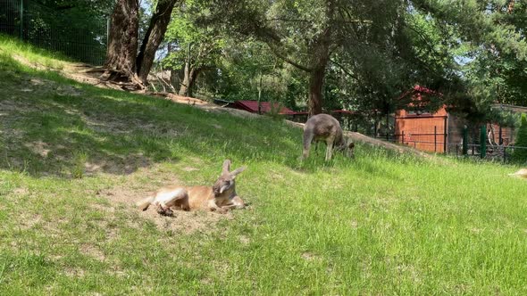 Handsome Kangaroo Basking In The Sun, Stock Footage | VideoHive
