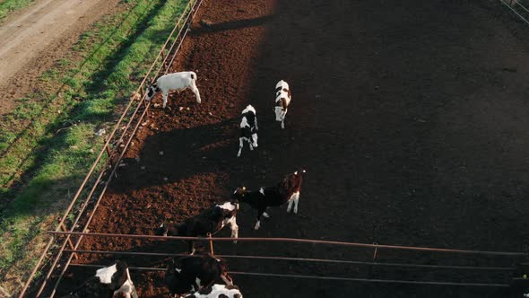 Top Down View of a Cowshed Barn with Lots of Cows. Aerial Drone Shot ...