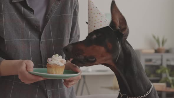 Birthday Dog Eating Cupcake, Stock Footage | VideoHive