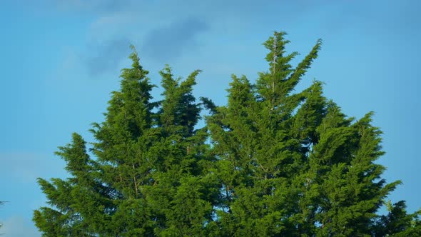 Bushy Evergreen Tree In Summer Breeze, Stock Footage | VideoHive