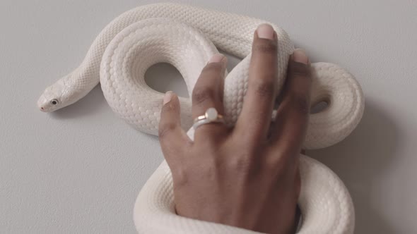 White Rat Snake Wrapped around Black Female Hand on White Background ...