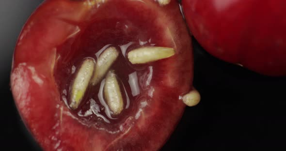Fruit Worms in Rotten Cherry, Black Background. Larva of Cherry Flies ...