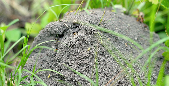 Anthill, Stock Footage | VideoHive