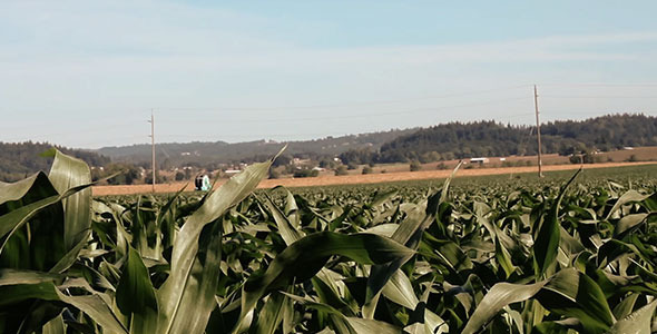 Corn Field Husk in Breeze with Mountains by brianckaufman | VideoHive