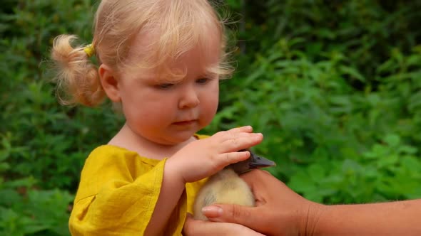 Little Girl Gets Scared When the Duckling Turns, Stock Footage | VideoHive