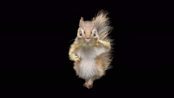 Chipmunk Dancing 4K, Motion Graphics | VideoHive