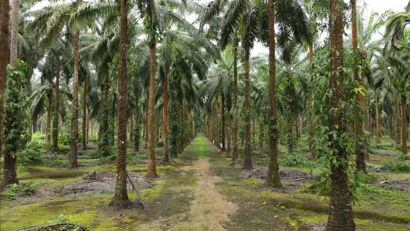 Drone shot flying through tall Palm Trees on a huge Palm Oil farm ...