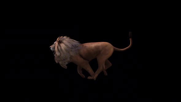 Lion Run Side View, Motion Graphics | VideoHive