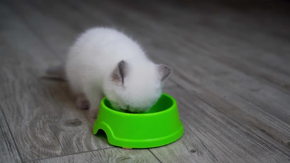 Little cat eating at home. Cute little kitten with bowl at home, Stock ...