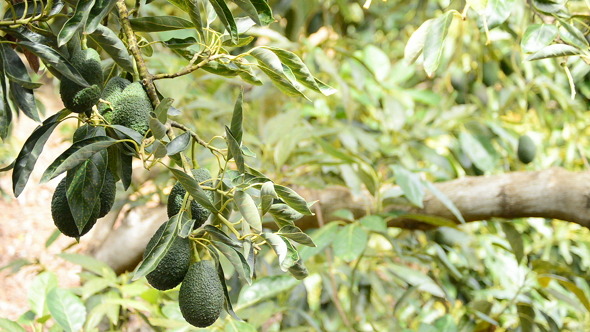 Harvest of Avocados Fruit with Pole, Stock Footage | VideoHive
